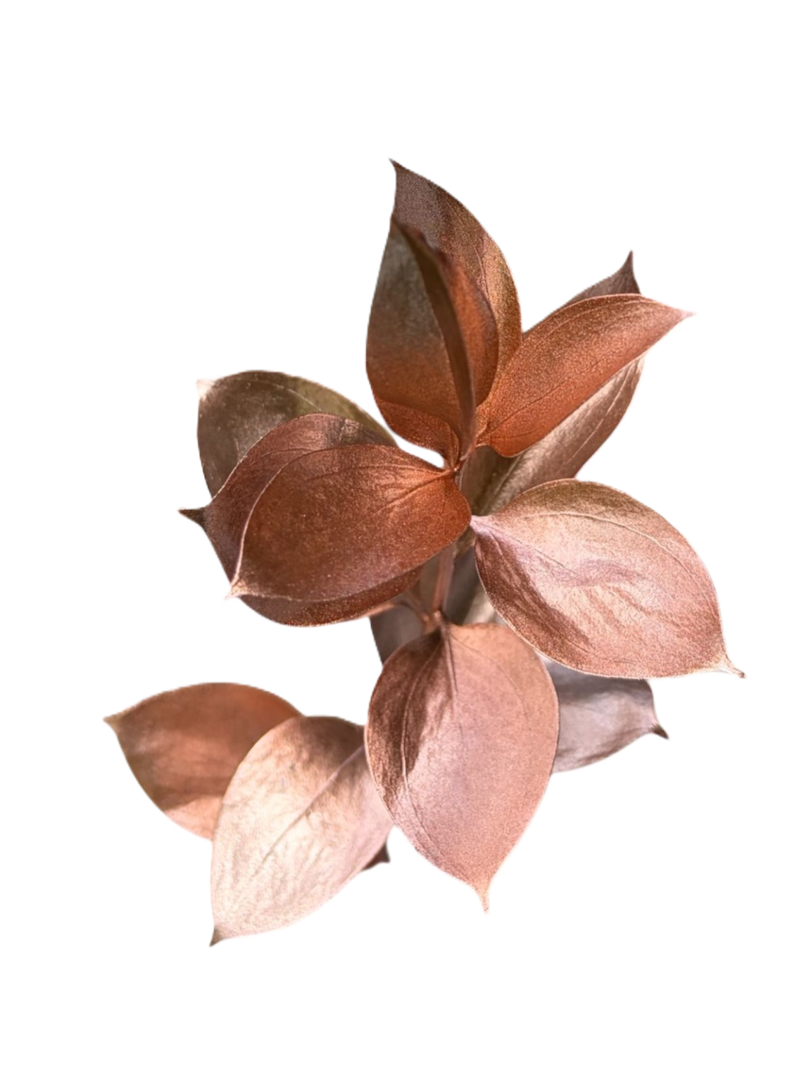 FC 316 PEACH METALICO – Flower Colors